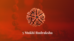 Lab-Certified 5 Mukhi Rudraksha Nepal – Original Bead